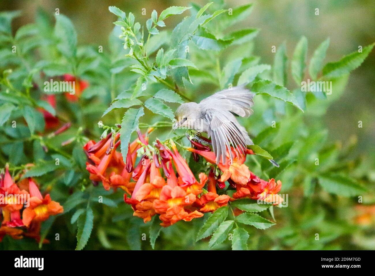Verdin in Mesa, Arizona Stock Photo - Alamy