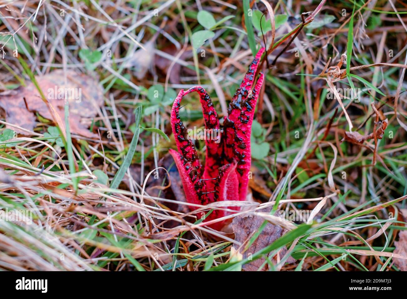 Clathrus archeri in its natural environment Stock Photo - Alamy