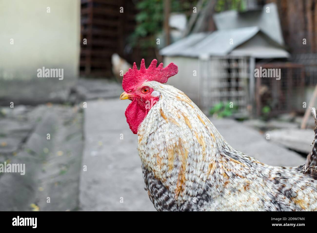 brown rooster with red crest in the country yard Stock Photo - Alamy