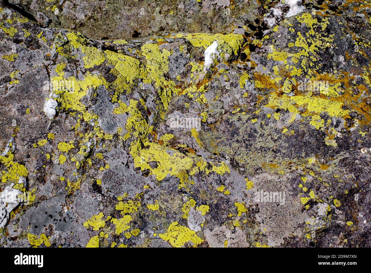 mosses and lichens on the stone Stock Photo - Alamy