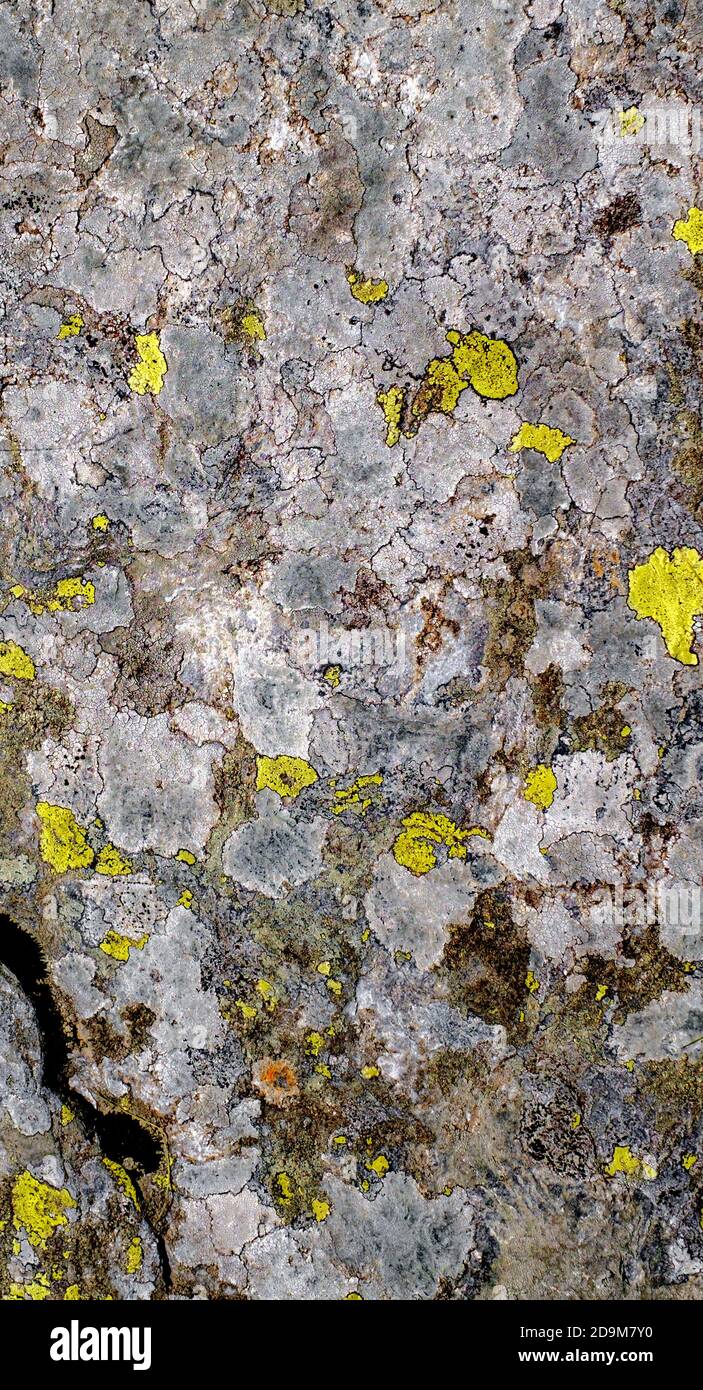 mosses and lichens on the stone Stock Photo - Alamy