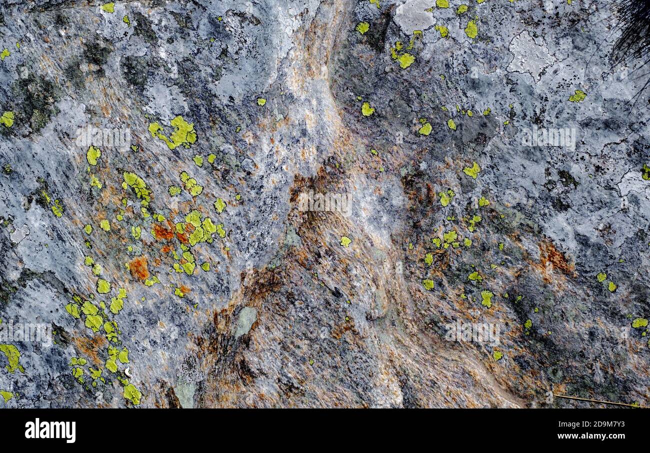 mosses and lichens on the stone Stock Photo - Alamy
