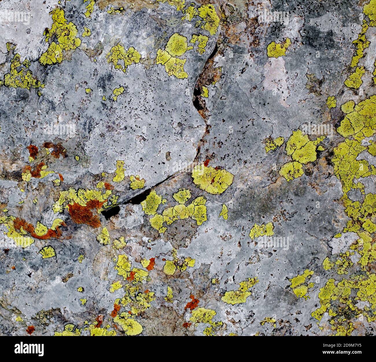 mosses and lichens on the stone Stock Photo - Alamy