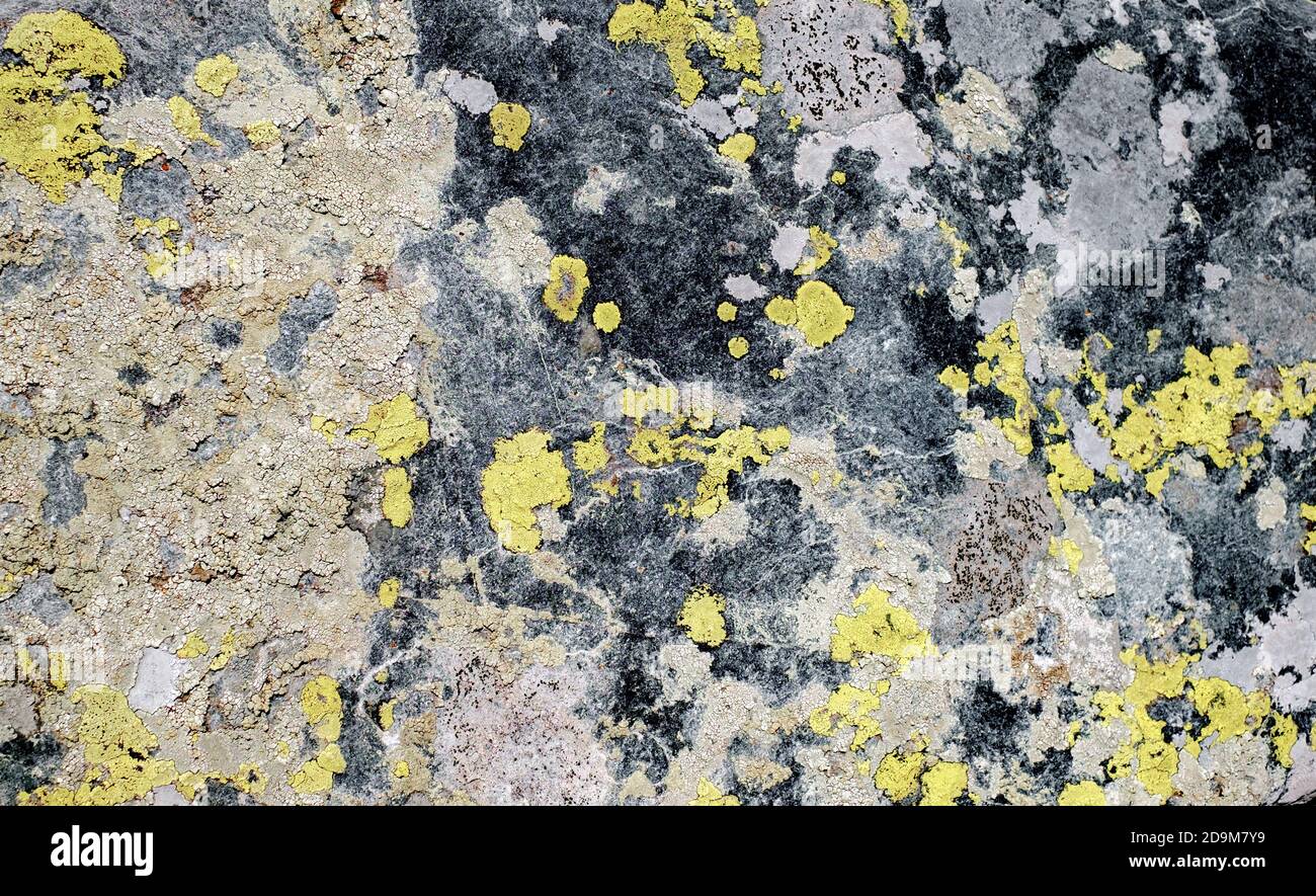 mosses and lichens on the stone Stock Photo - Alamy