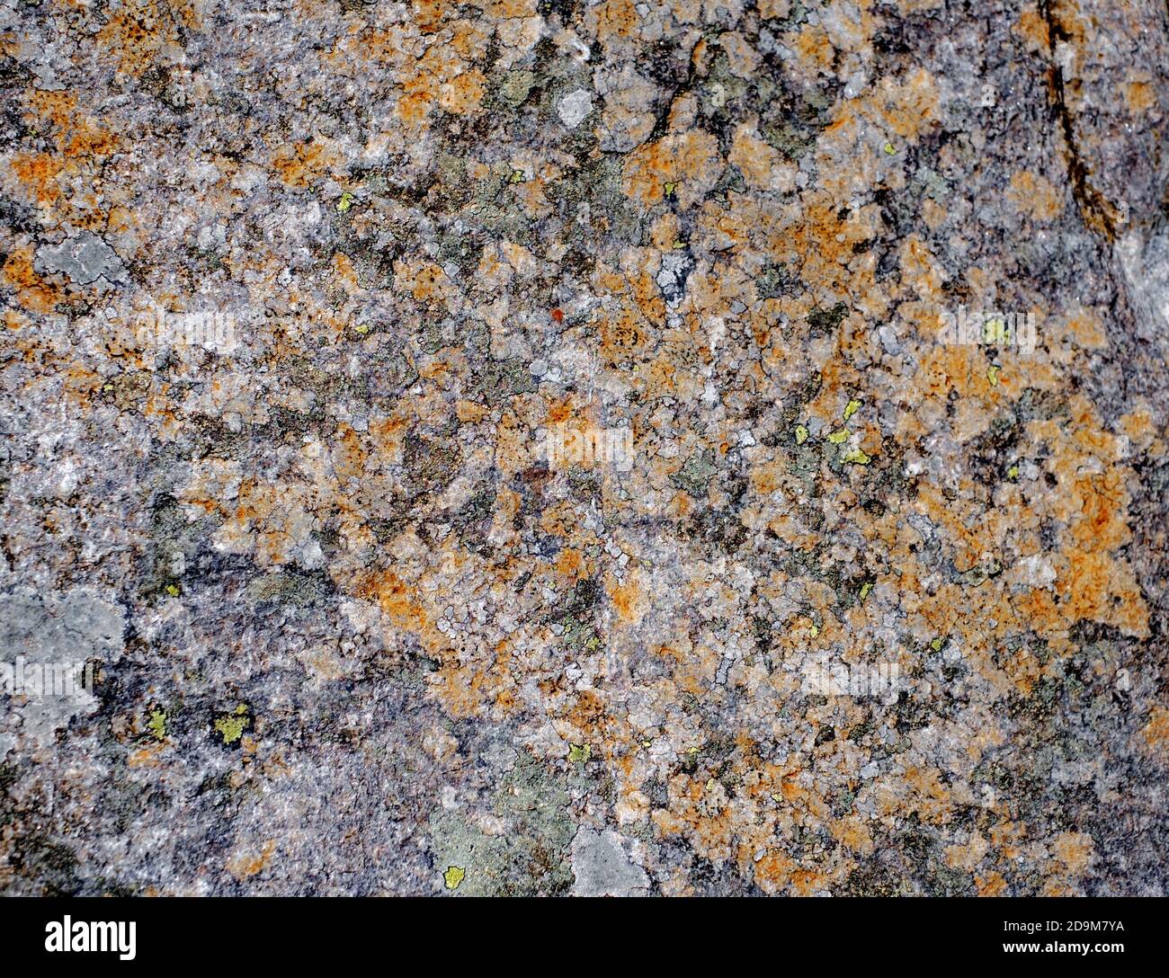 mosses and lichens on the stone Stock Photo - Alamy