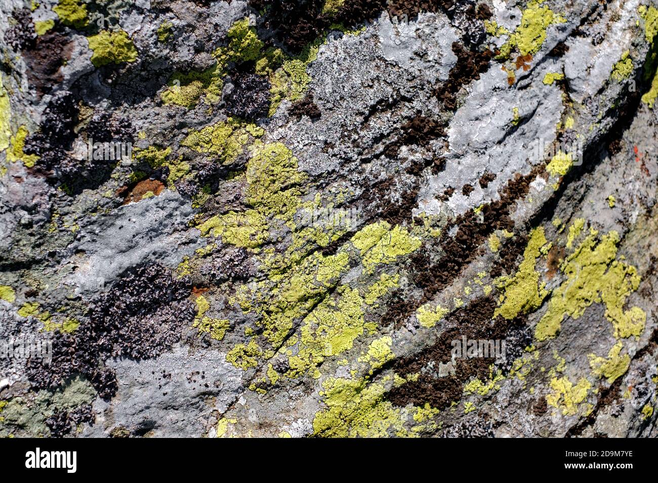 mosses and lichens on the stone Stock Photo - Alamy