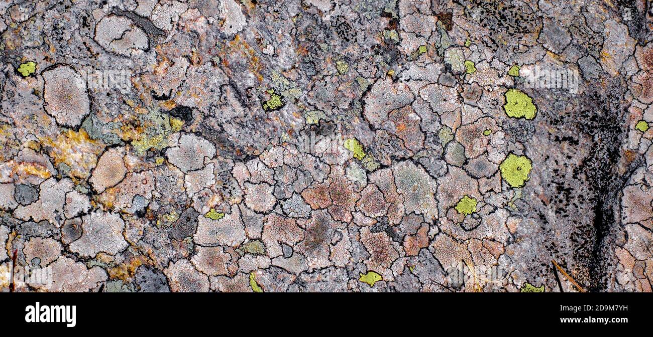 mosses and lichens on the stone Stock Photo - Alamy