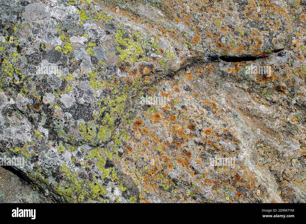 mosses and lichens on the stone Stock Photo - Alamy