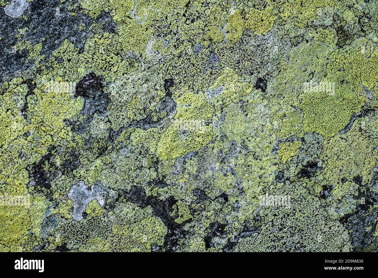 mosses and lichens on the stone Stock Photo - Alamy