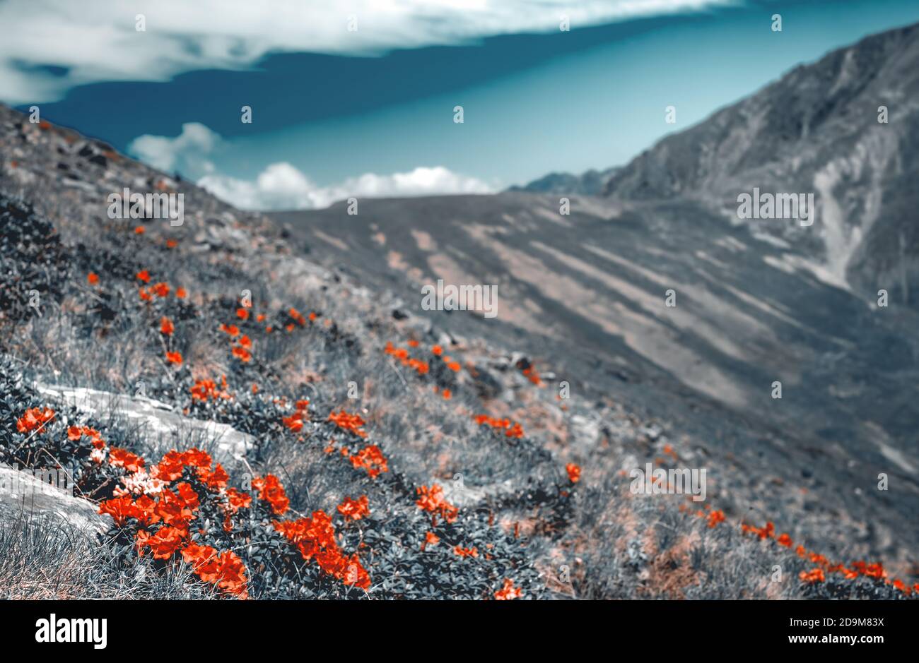 mountain peonies on Top of Mount Suru in Carpathian Mountains ...