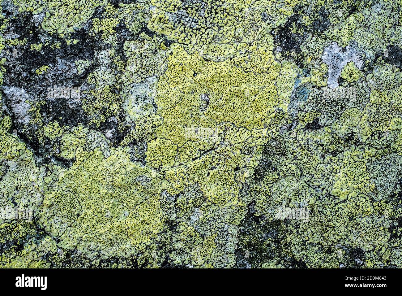 mosses and lichens on the stone Stock Photo - Alamy