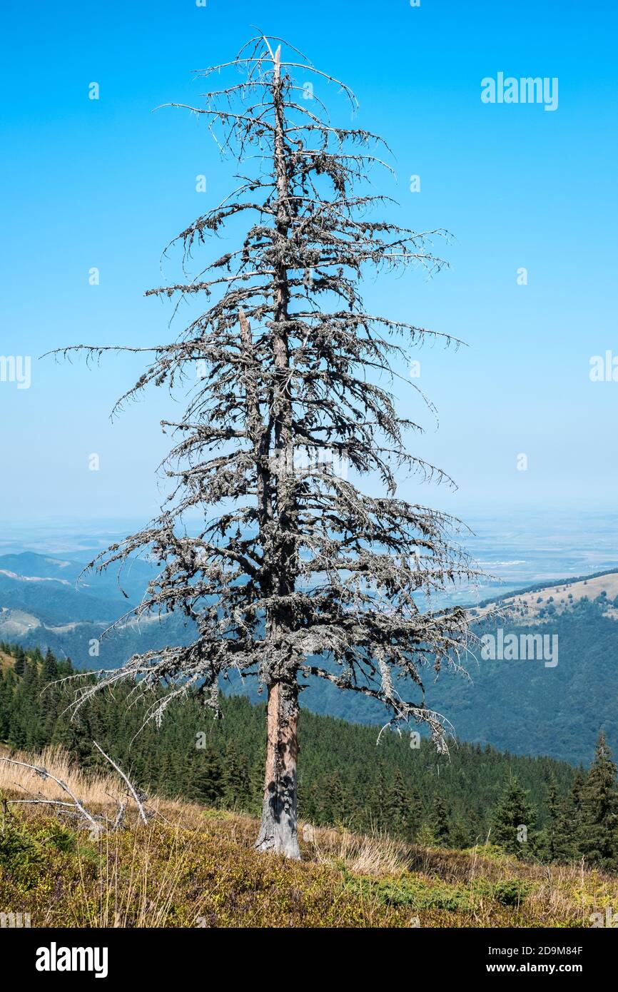 old dried big fir tree on the mountain Stock Photo - Alamy