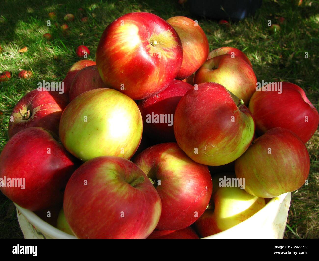 Closeup shot of freshly harvested red and green apples in plastic ...