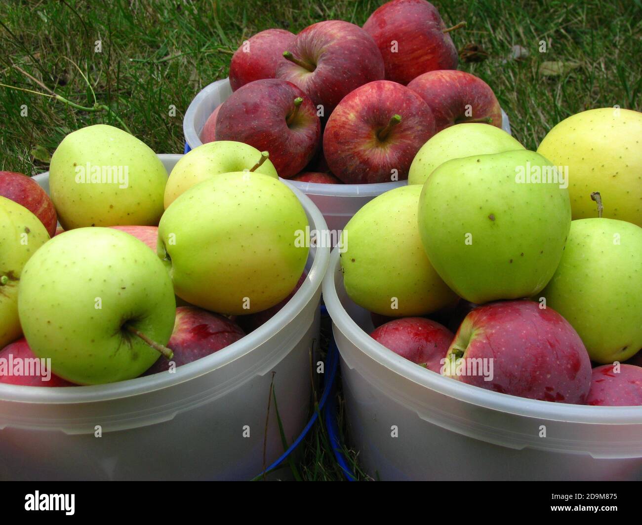 Closeup shot of freshly harvested red and green apples in plastic ...