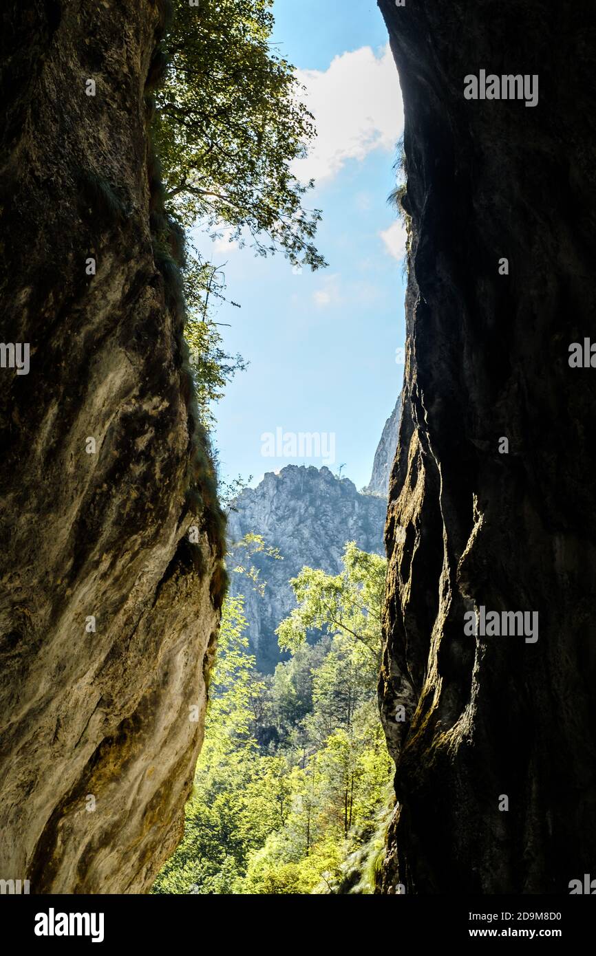 Ramet hi-res stock photography and images - Alamy