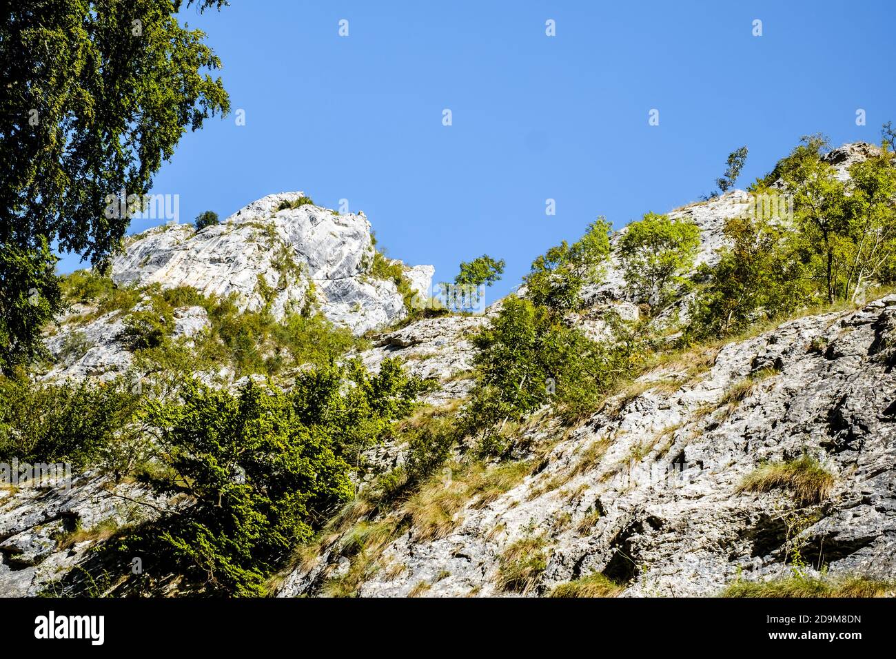 Ramet hi-res stock photography and images - Alamy
