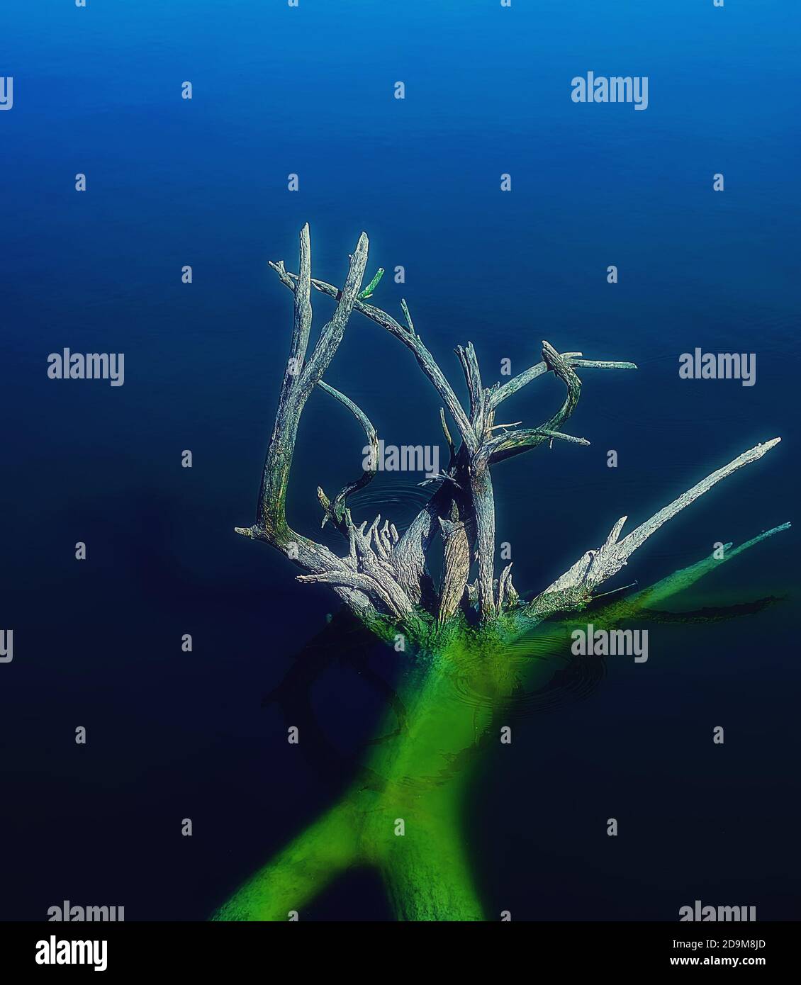 strange dead tree in water Stock Photo - Alamy