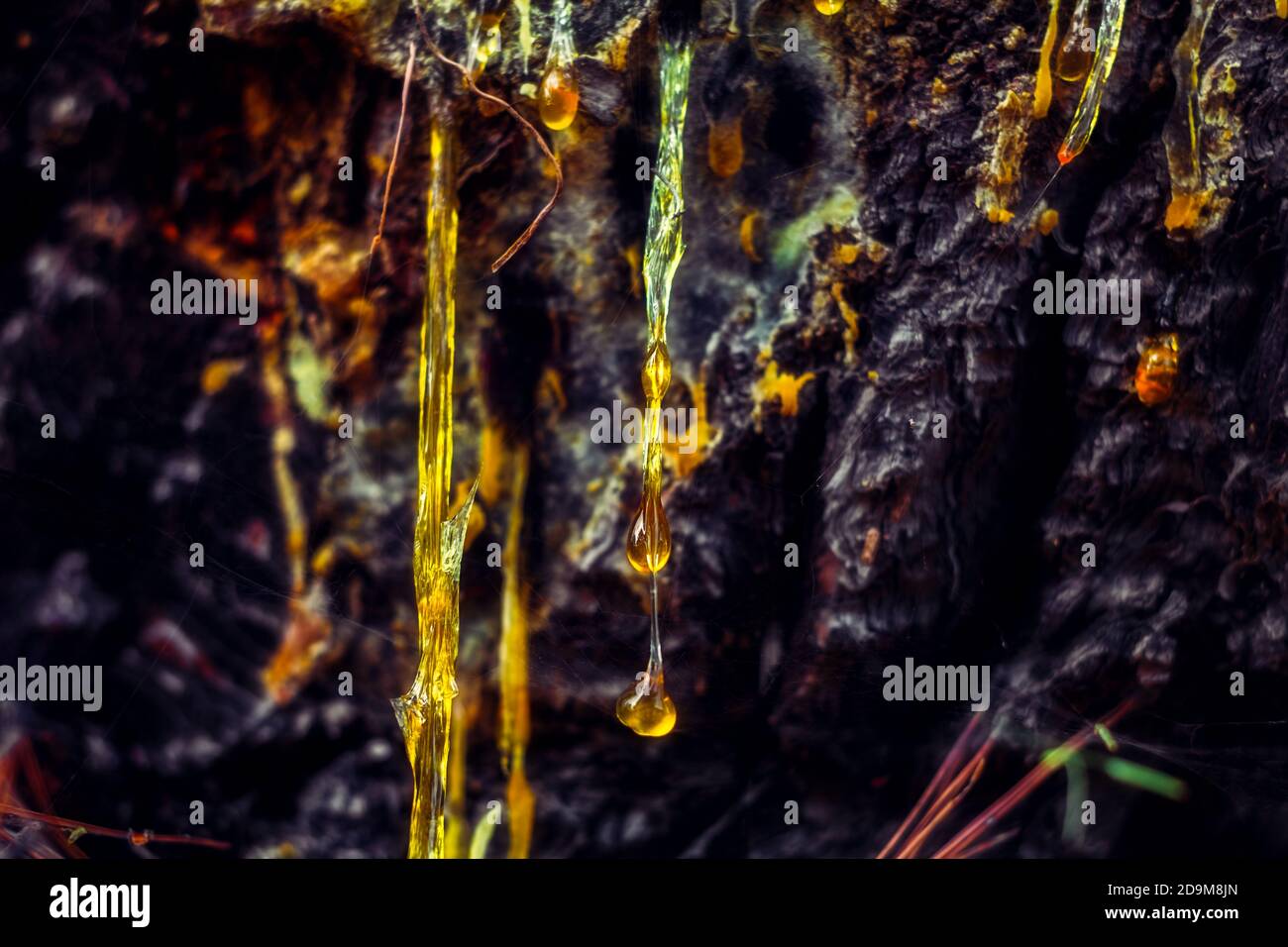 resin flows on the bark of the tree Stock Photo - Alamy