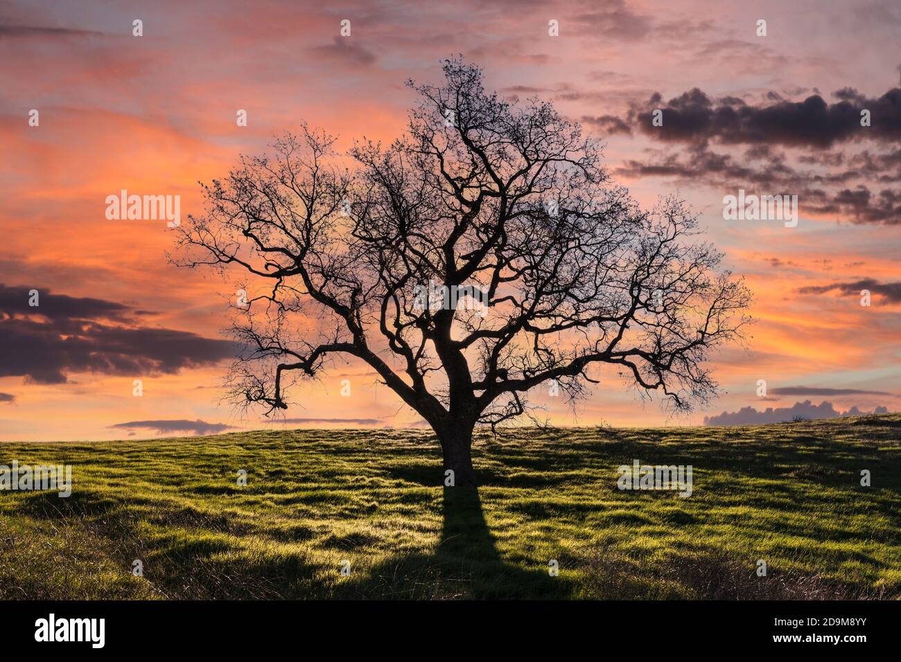 Leafless oak tree on grassy knoll with sunset sky Stock Photo - Alamy