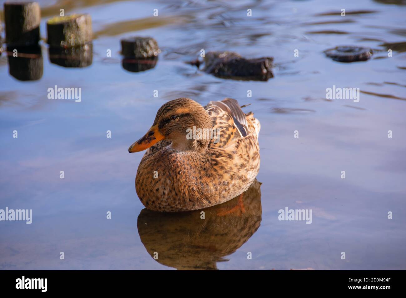 Swimming duck feet hi-res stock photography and images - Alamy