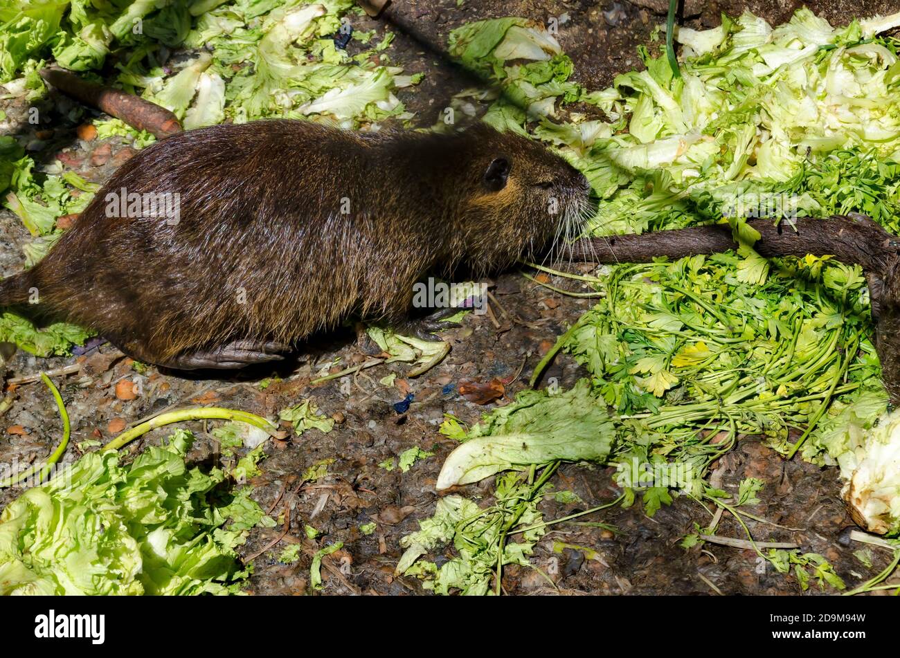 Black nutria hi-res stock photography and images - Alamy