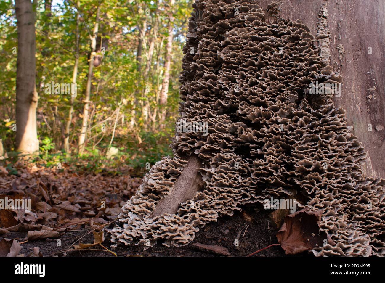 Fungus growing on a tree in the forest Stock Photo - Alamy