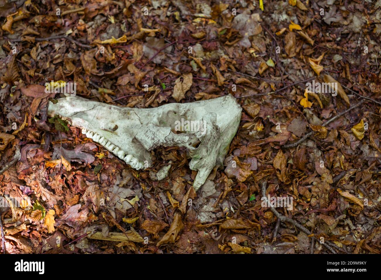 animal skull in the forest Stock Photo - Alamy