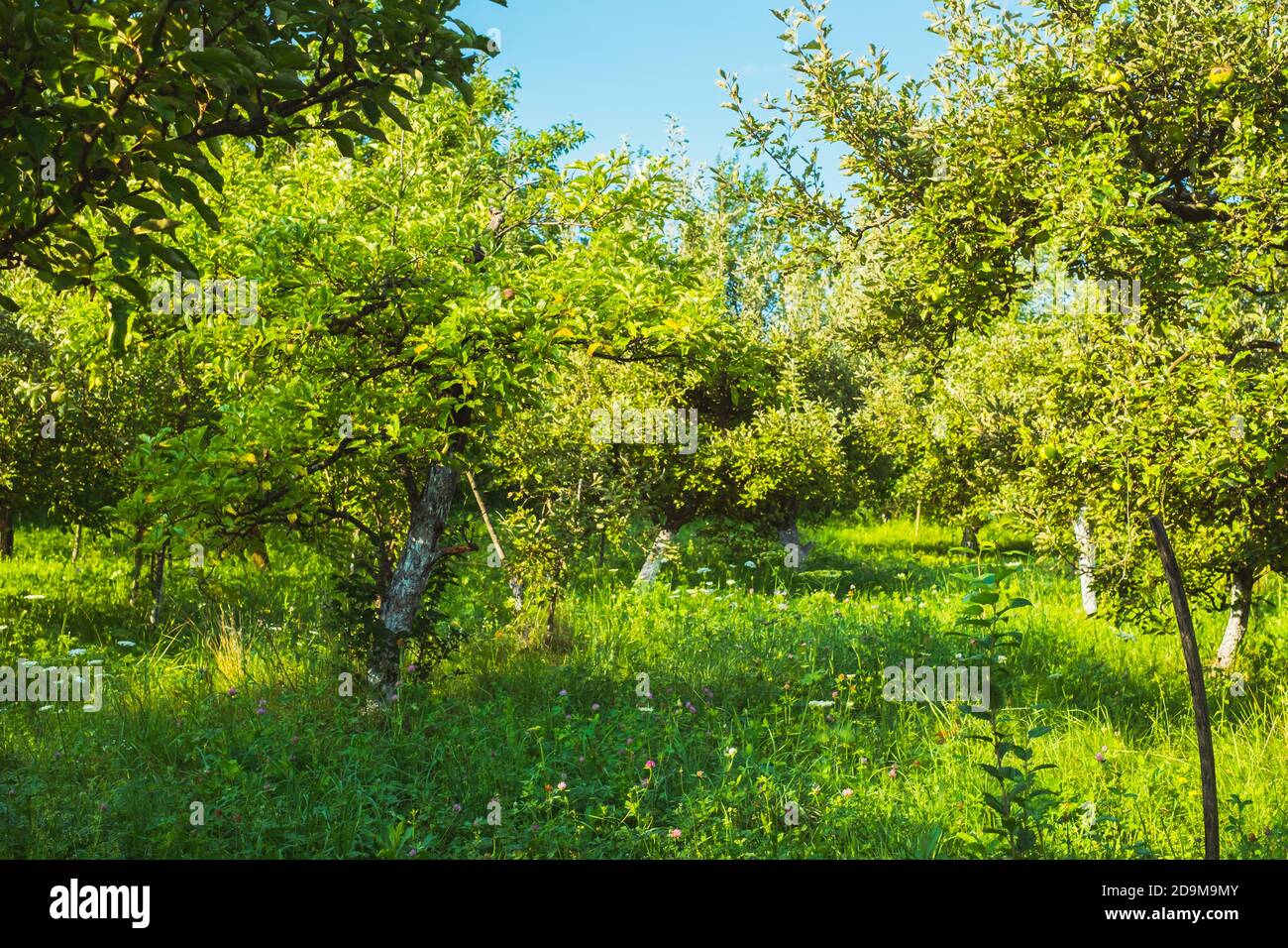 apple orchard in the backyard Stock Photo - Alamy