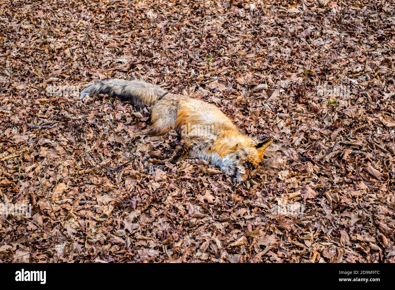 Decaying corpse of a fox in the forest Stock Photo - Alamy