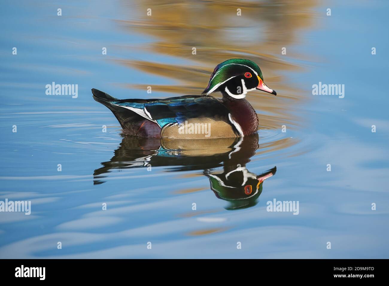 Selective focus shot of a duck floating on water at daytime Stock Photo ...