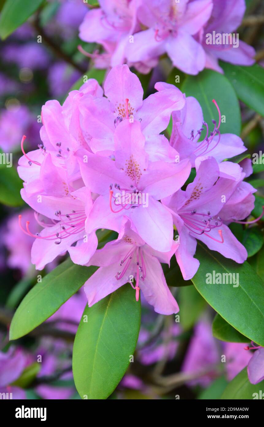 Flowers in a garden, Marburg (Germany Stock Photo - Alamy