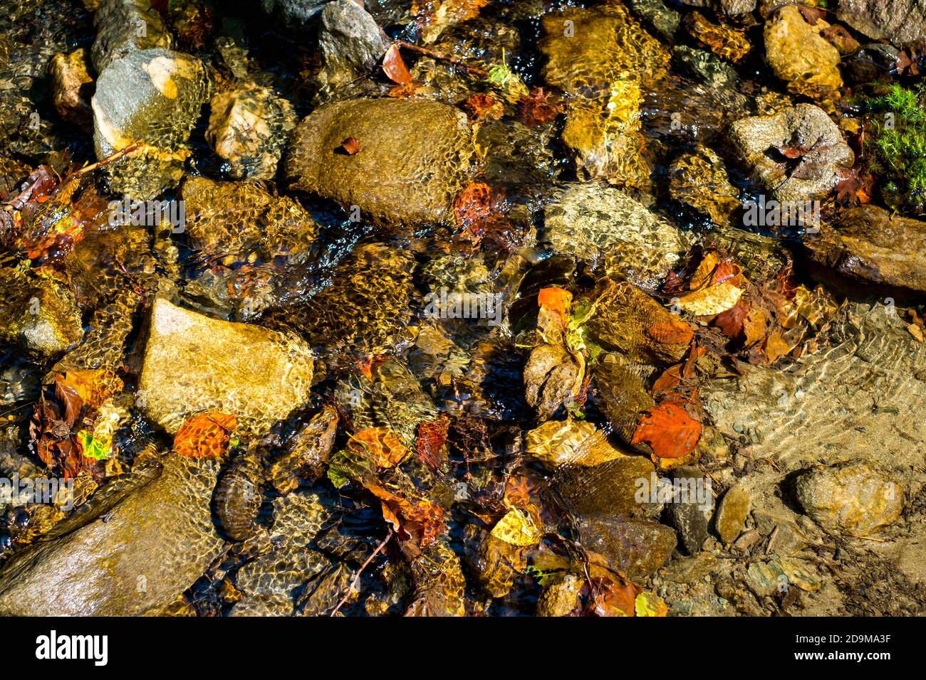 Flowing water with stones with muscles and dry leaves Stock Photo - Alamy