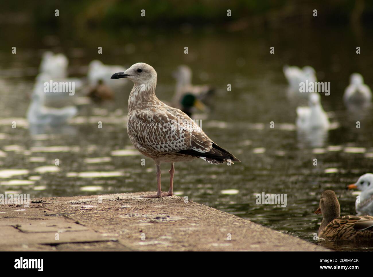 Nederland natuur hi-res stock photography and images - Alamy
