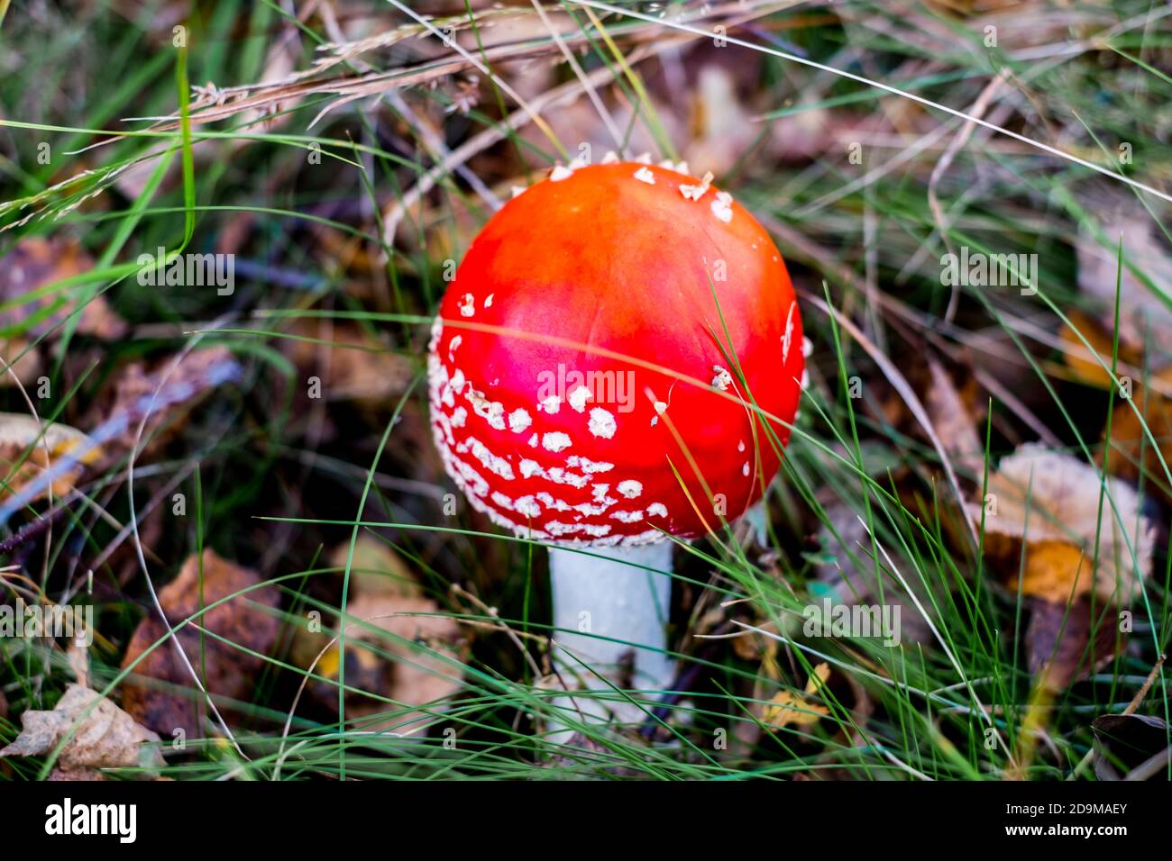 Red toadstool poisonous mushroom growth in the forest Stock Photo - Alamy