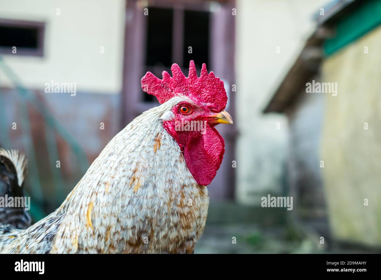 rooster with red crest in the country yard Stock Photo - Alamy
