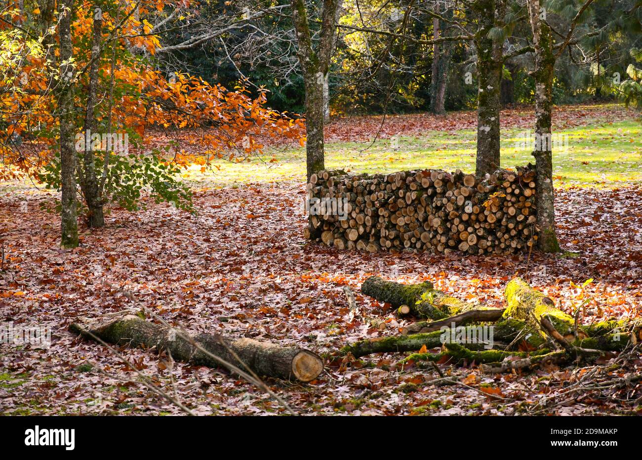 Fire wood ready for winter Stock Photo - Alamy