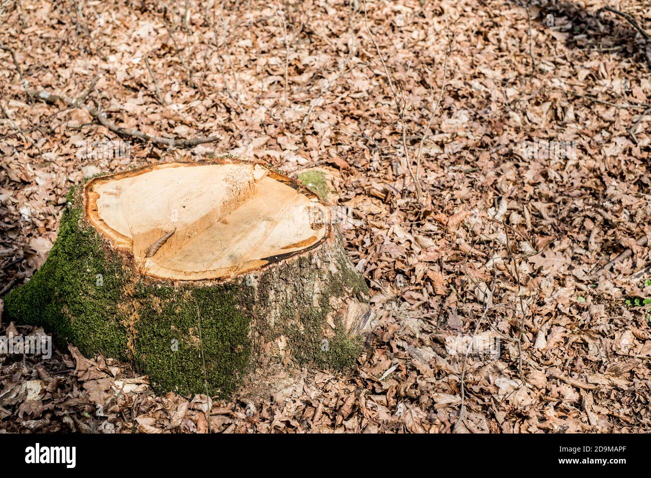 Stump of freshly cut tree in forest Stock Photo - Alamy