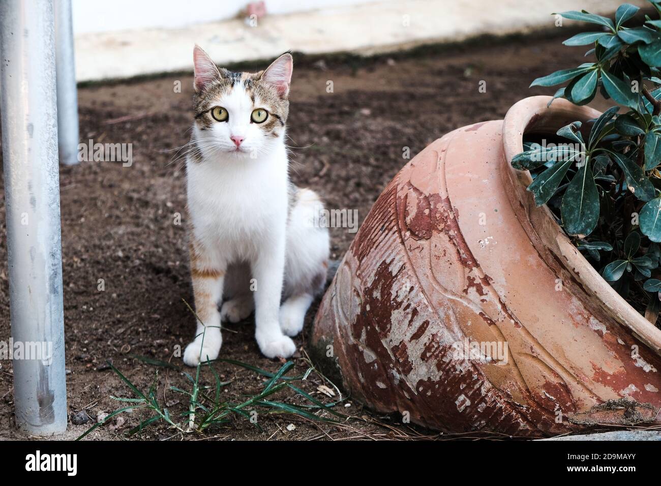 Homeless cat sitting on the ground in a village outside. Serious ...