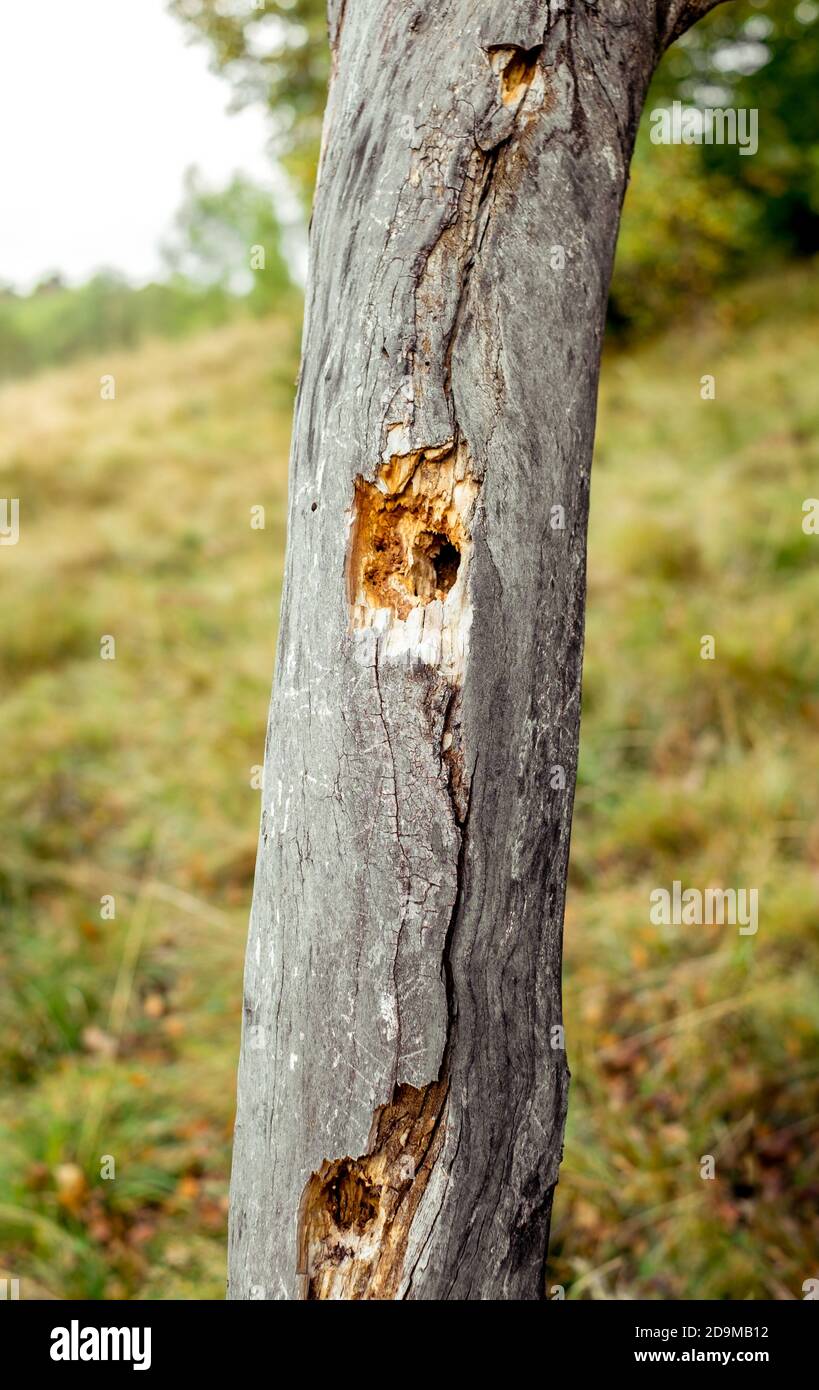 tree eaten by woodpeckers Stock Photo - Alamy