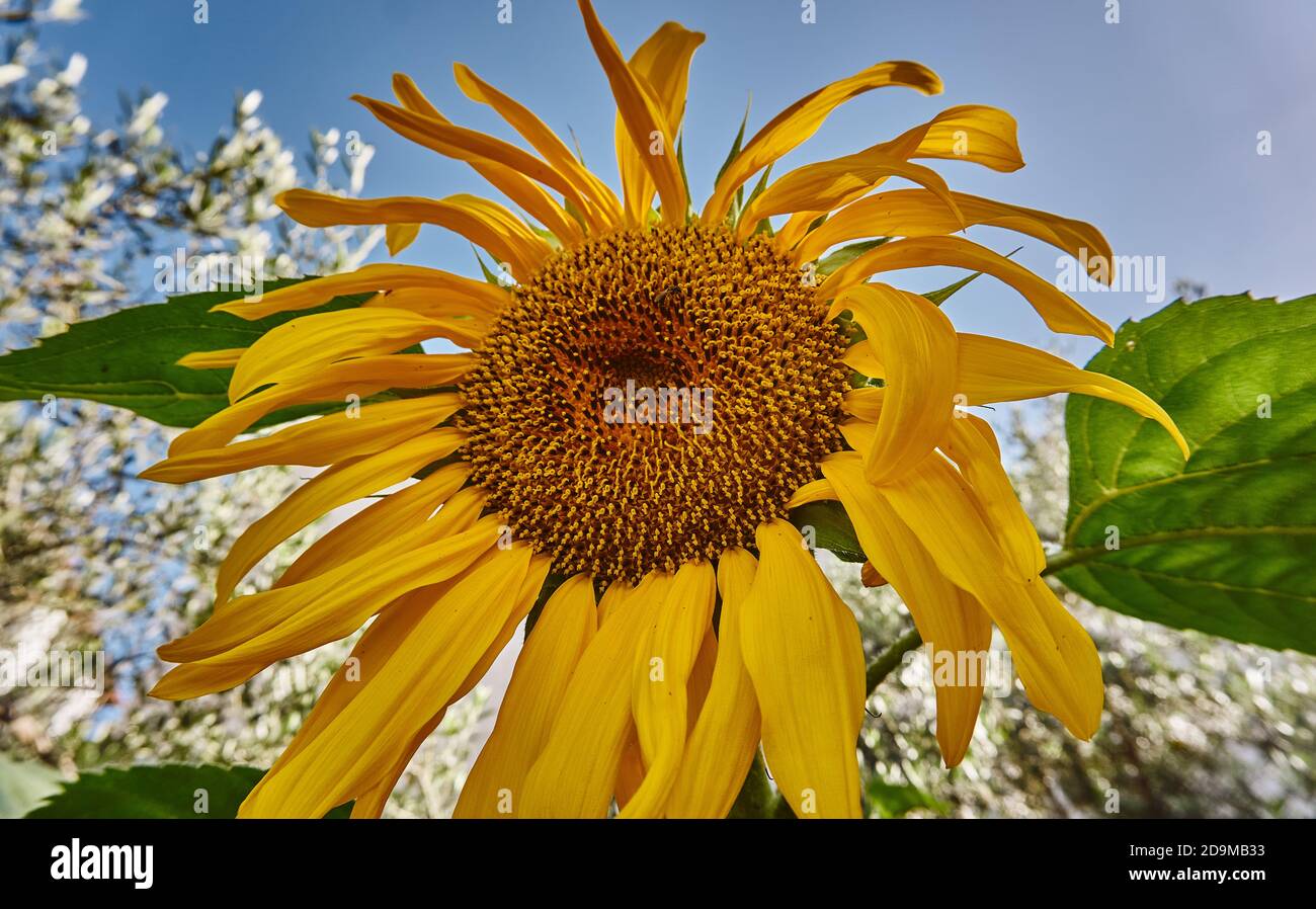 Beautiful sunflower in near plan Stock Photo - Alamy
