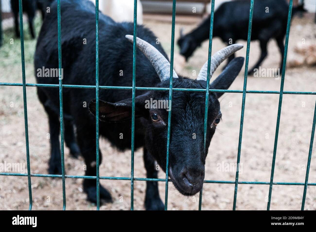 Сurious black goat looking out from behind the fence in a zoo. Sad ...