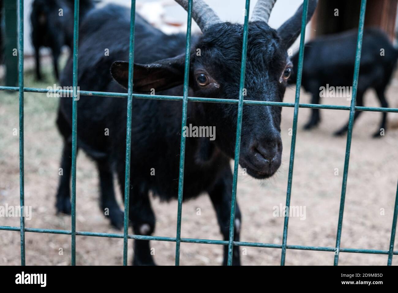 Funny curious black goat looking from behind the fence in a zoo. Sad ...