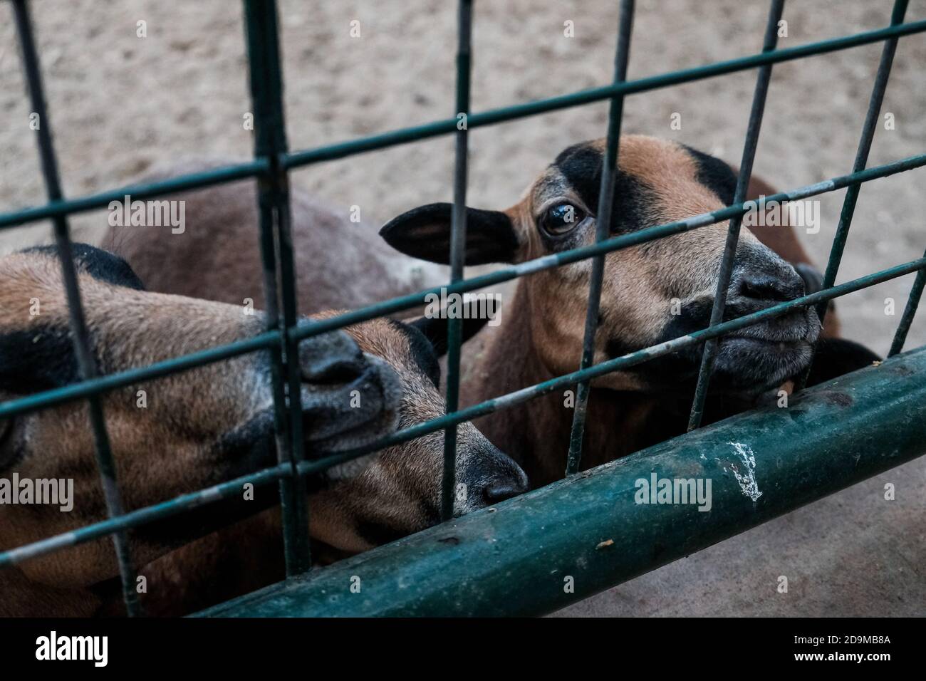 Milk goat hi-res stock photography and images - Alamy