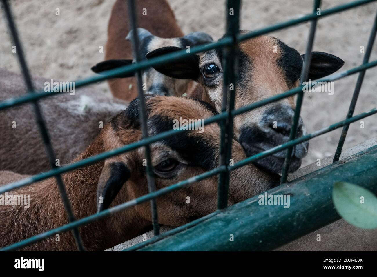 Feeding cute looking goats in a cage. Caged captive animals held ...