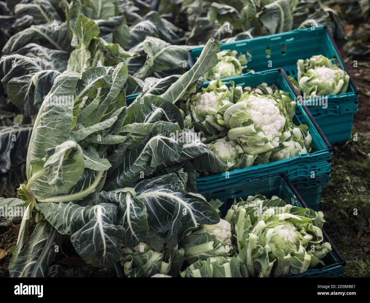 Stack of cauliflower hi-res stock photography and images - Alamy