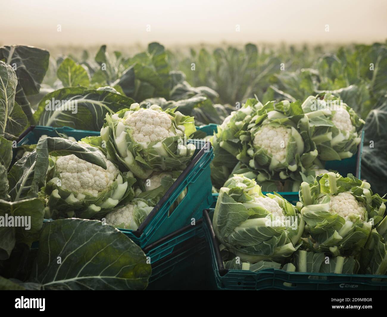 Stack of cauliflower hi-res stock photography and images - Alamy