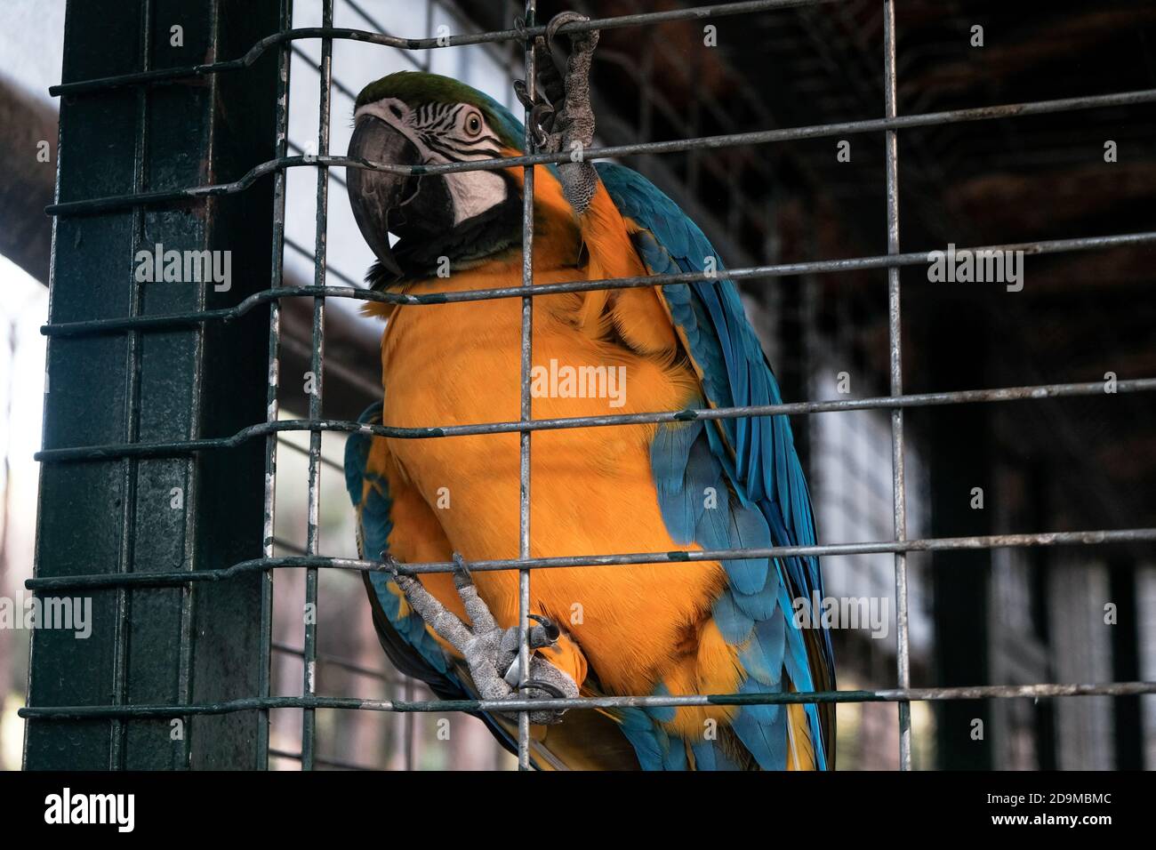 Colorful true parrot in a cage at zoological garden. Keeping wild birds ...