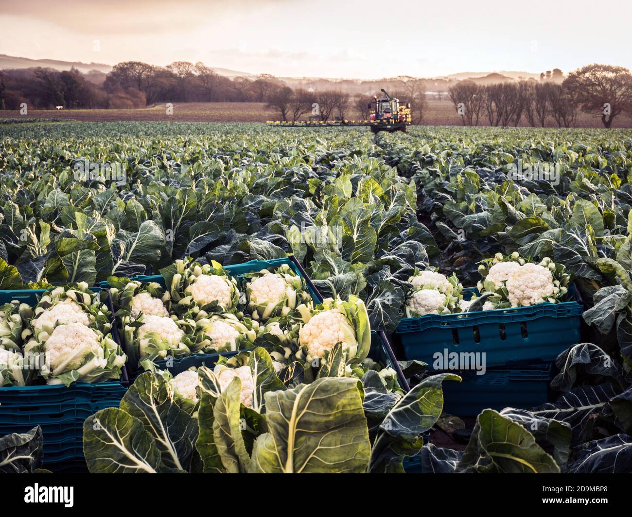 Cauliflower production hi-res stock photography and images - Alamy
