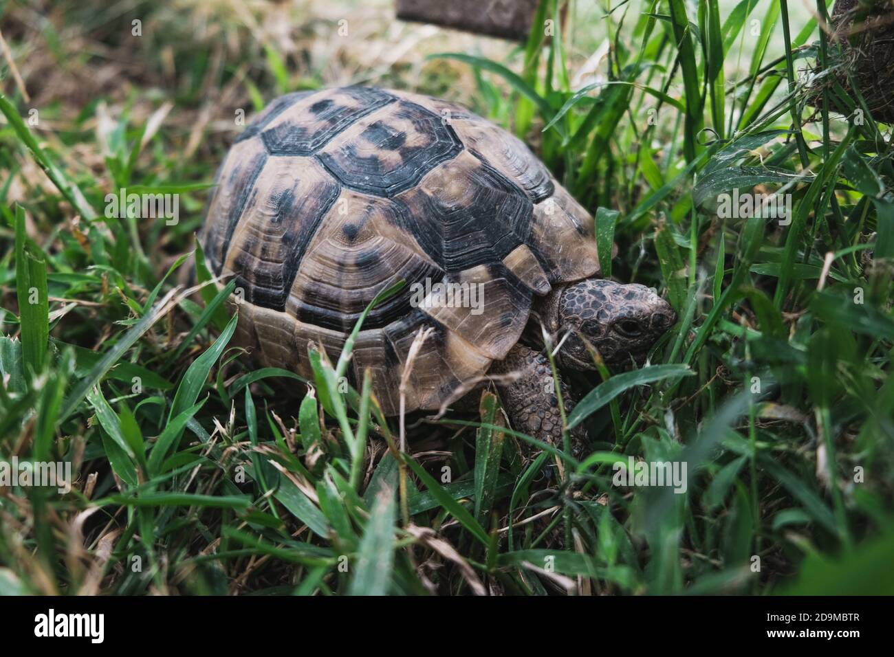 Beautiful green turtle hi-res stock photography and images - Alamy