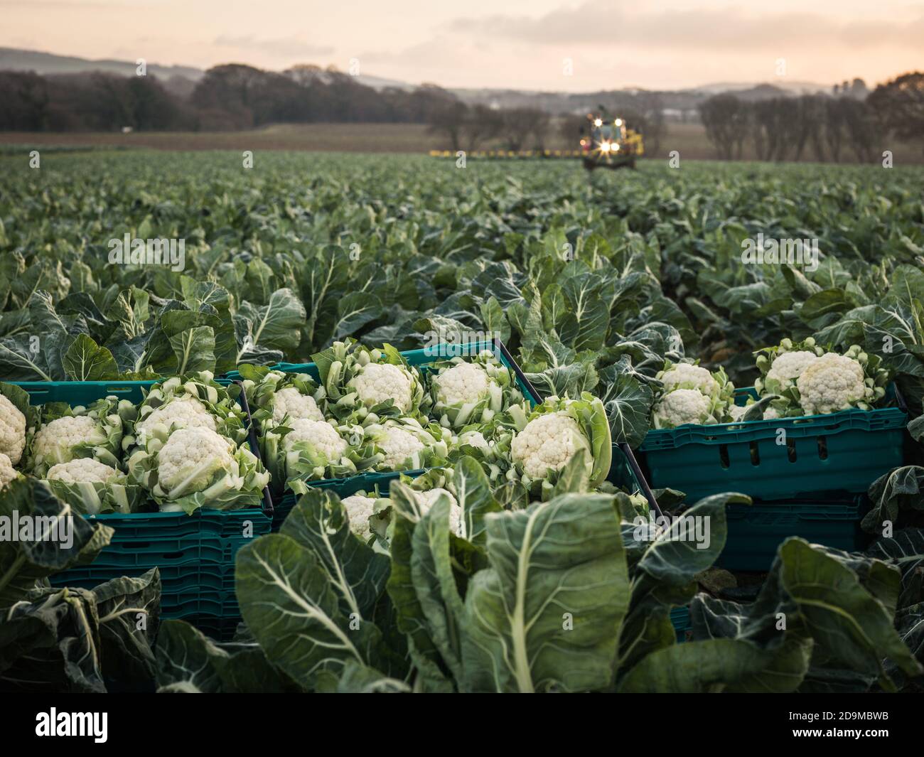 Cauliflower production hi-res stock photography and images - Alamy